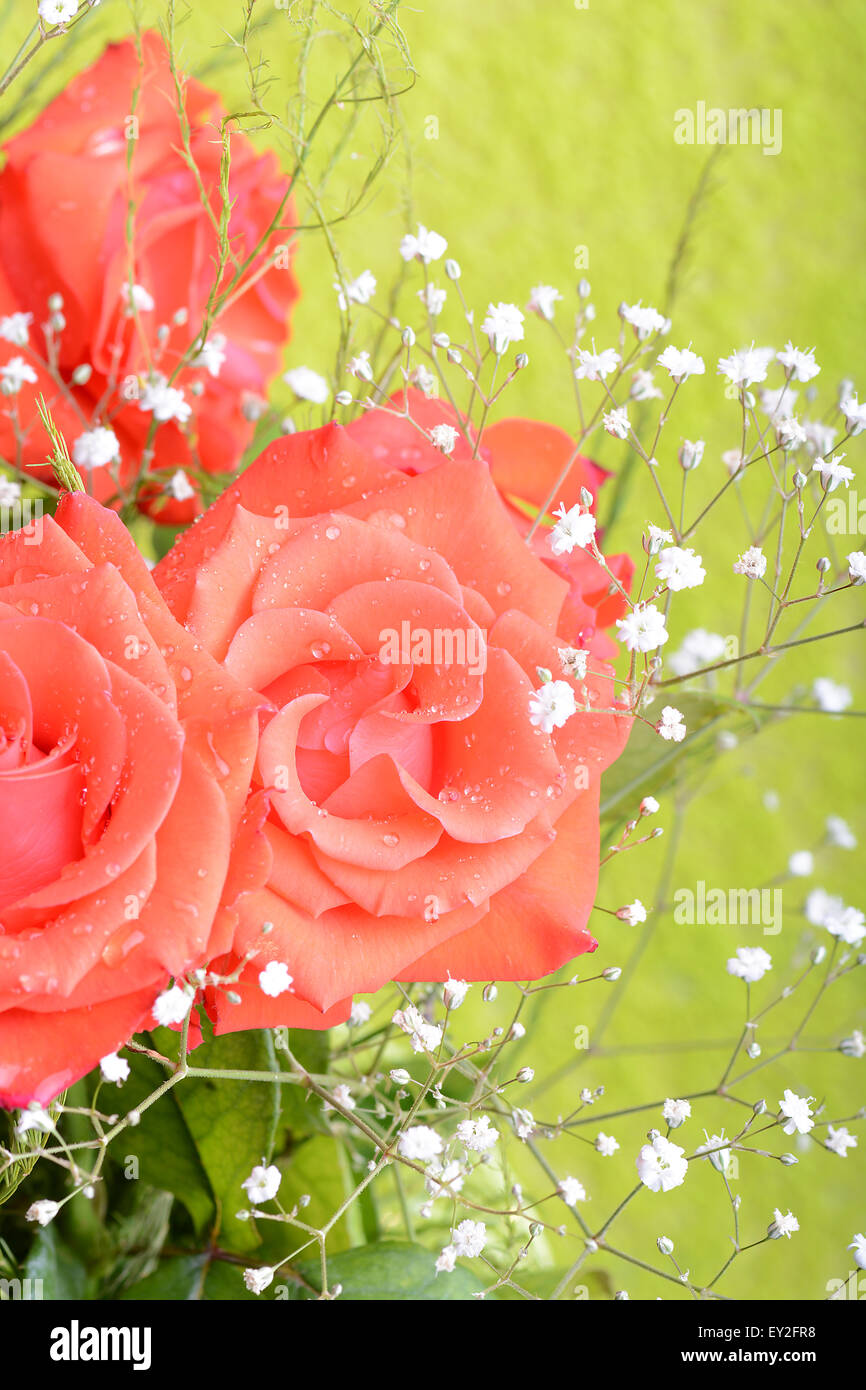 Red rose as a natural and holidays background Stock Photo - Alamy