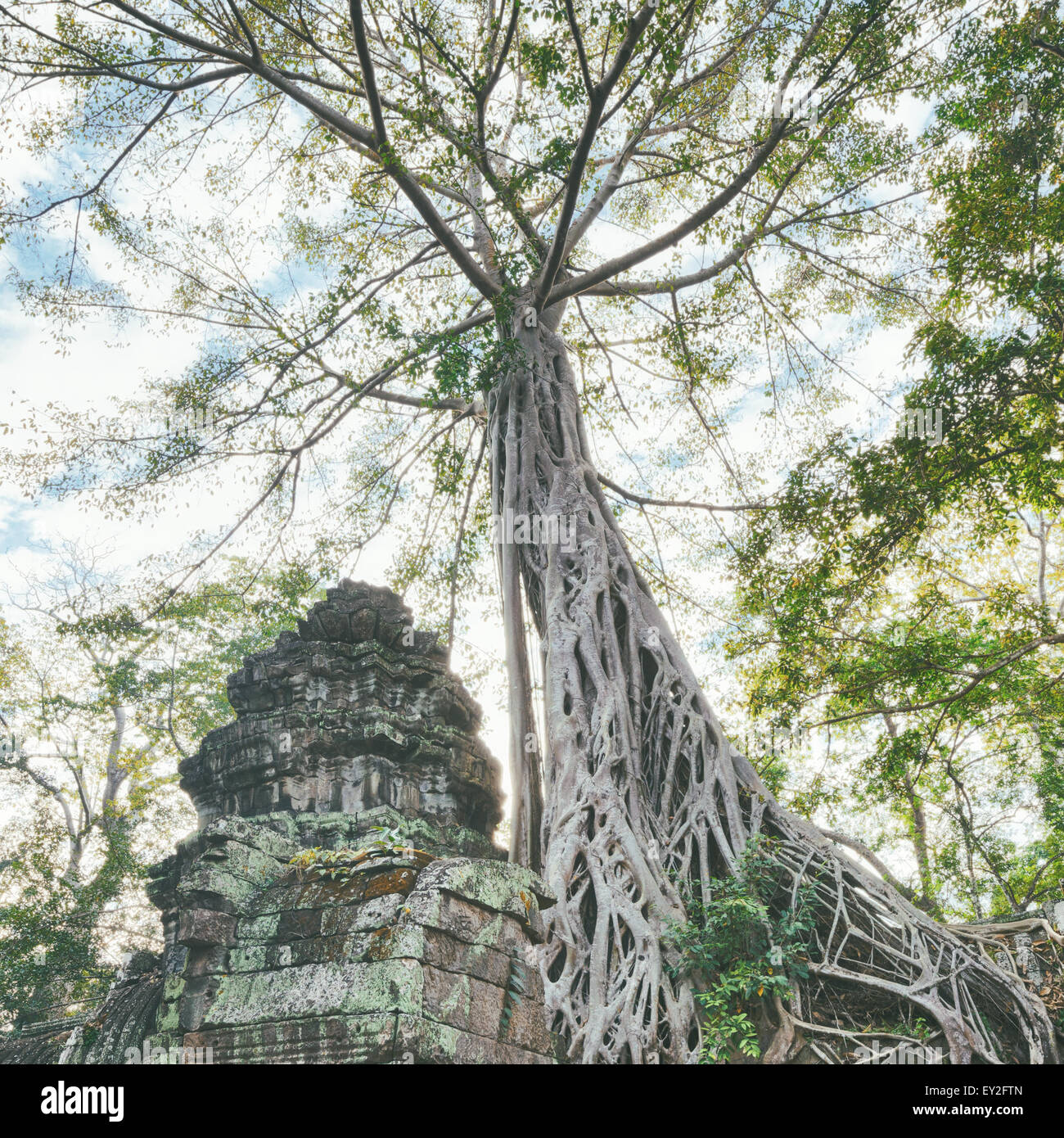 Preah Khan Temple ancient tree roots, Angkor Stock Photo - Alamy