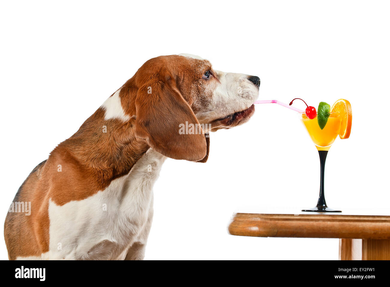 beagle drinks a cocktail, isolated on white Stock Photo - Alamy