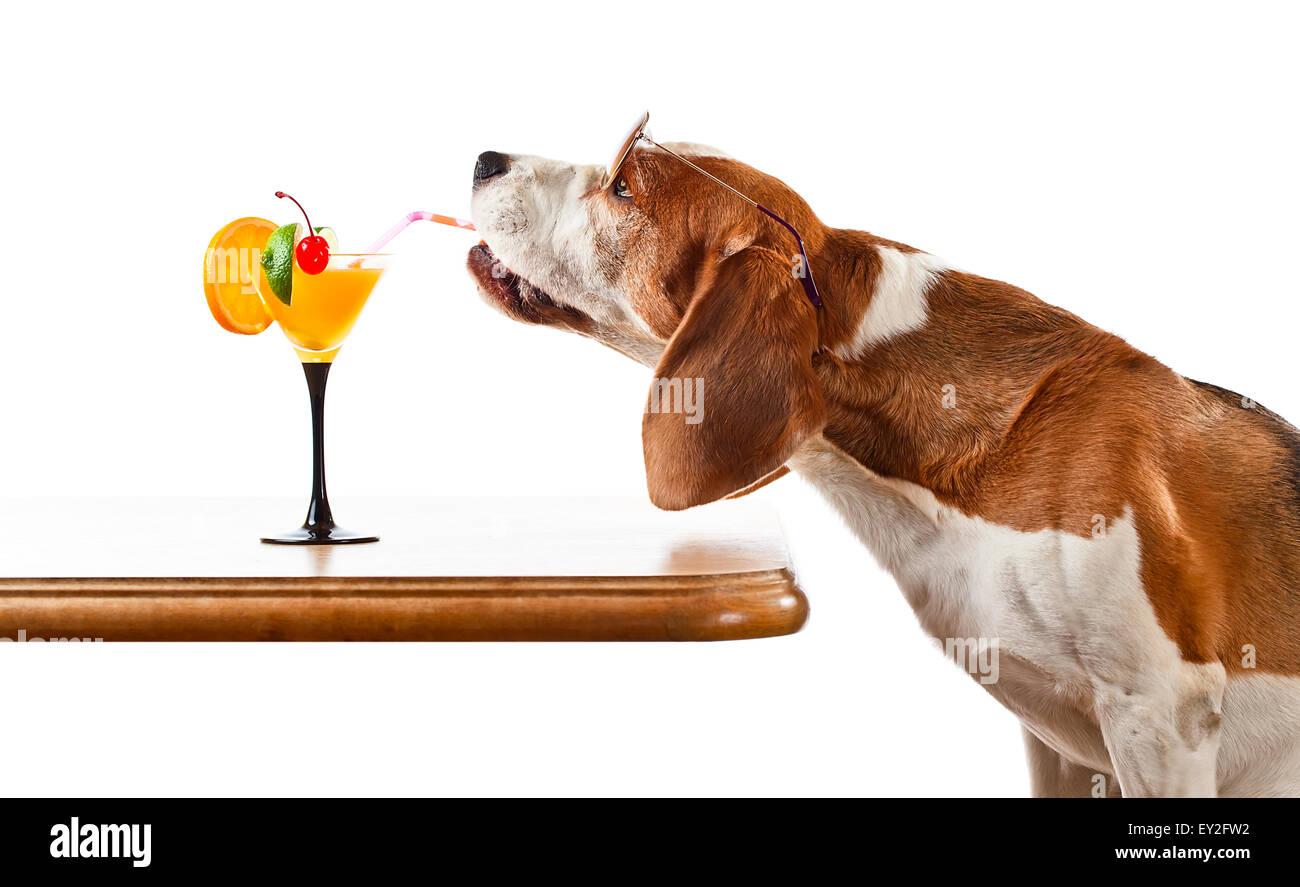 beagle in sunglasses drinks cocktail, isolated on white Stock Photo - Alamy