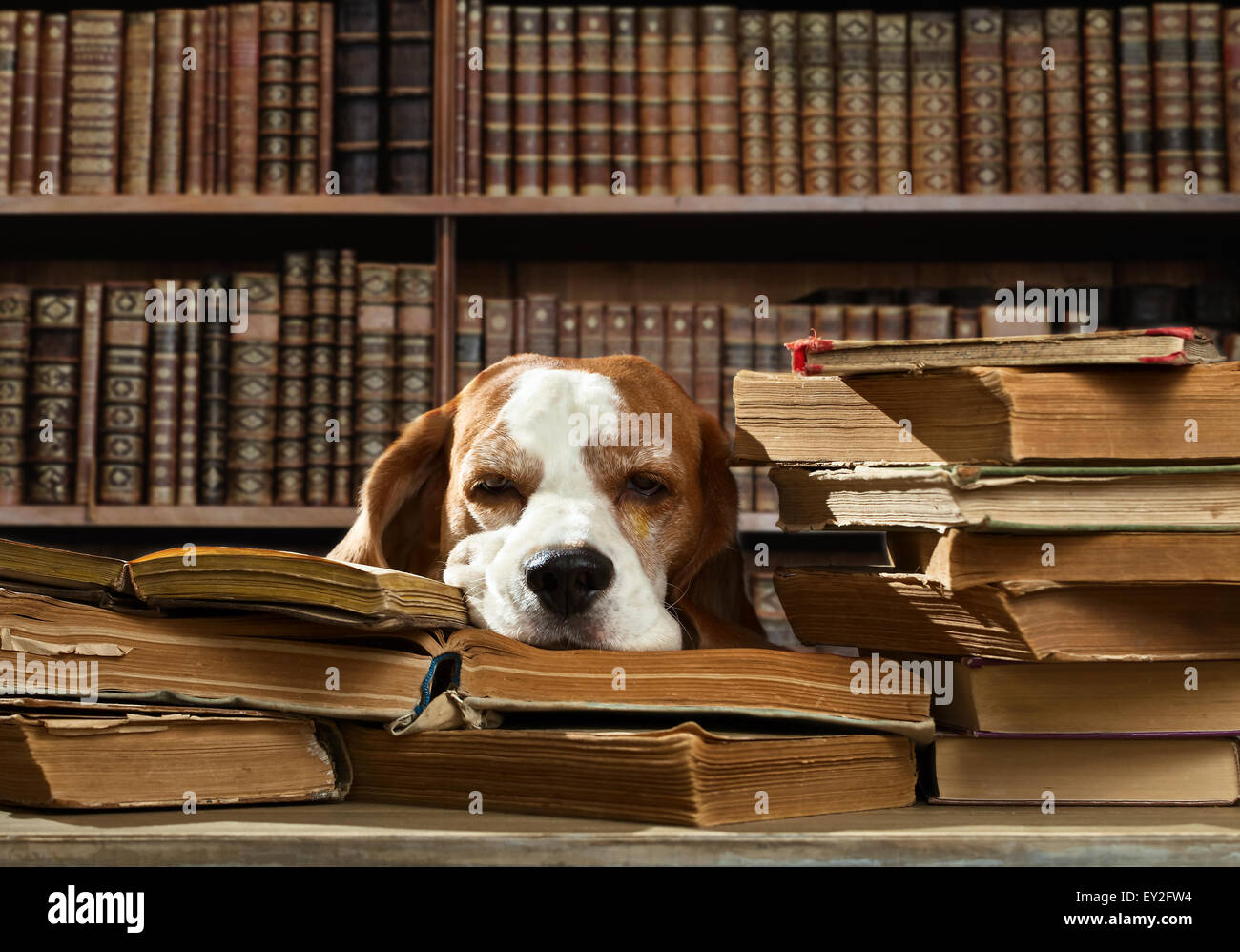 Very smart dog thinks in the library Stock Photo - Alamy