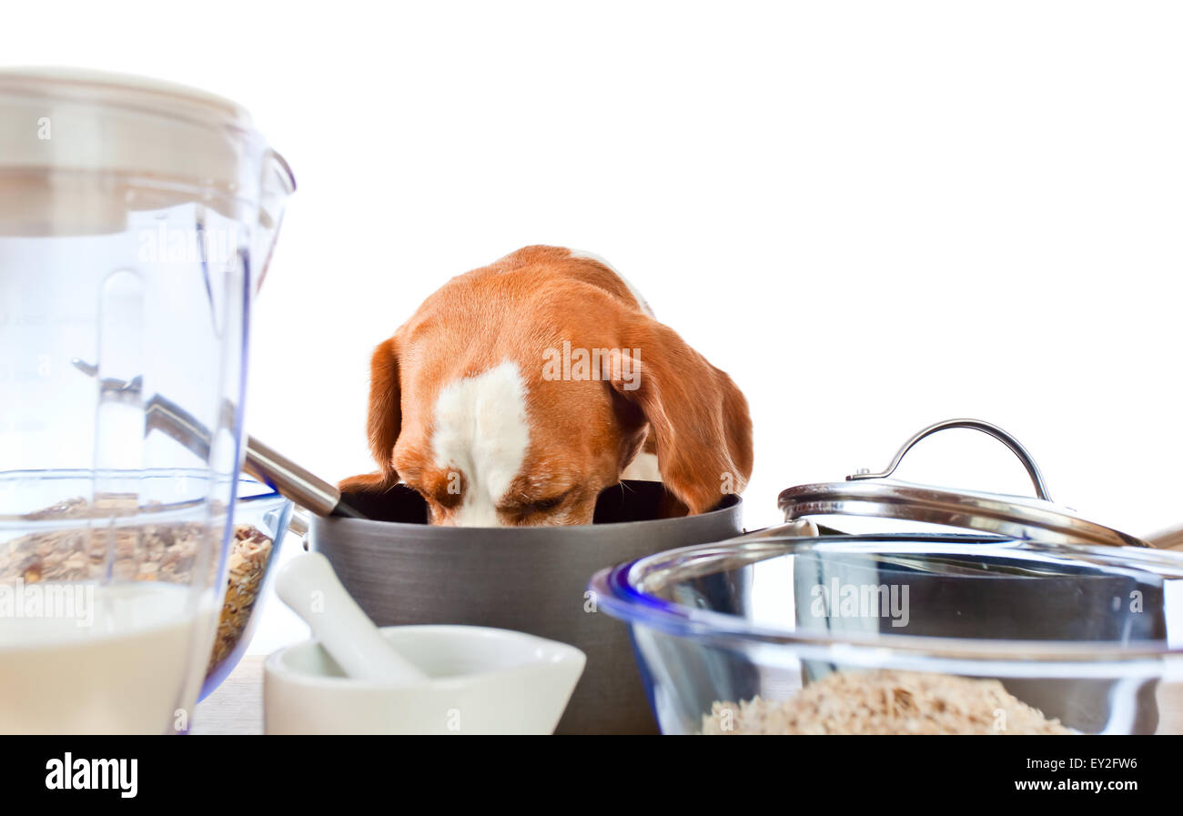 The cute beagle behind a kitchen table , isolated on white Stock Photo ...