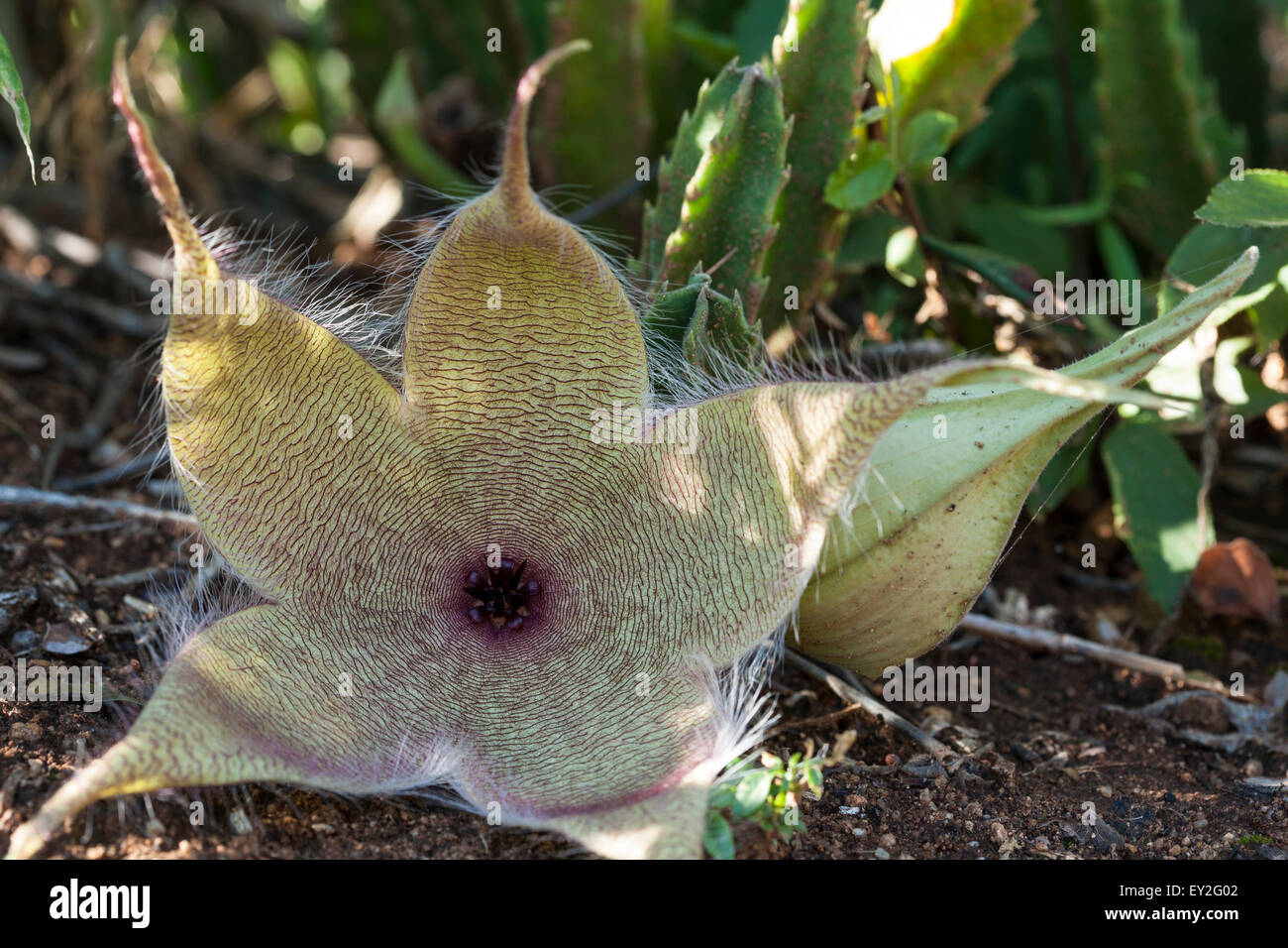 Stapelia High Resolution Stock Photography and Images - Alamy