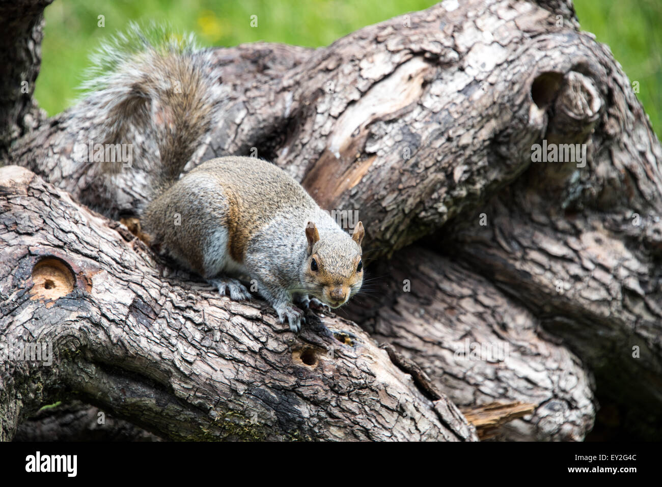 Cannock chase wildlife hi-res stock photography and images - Alamy