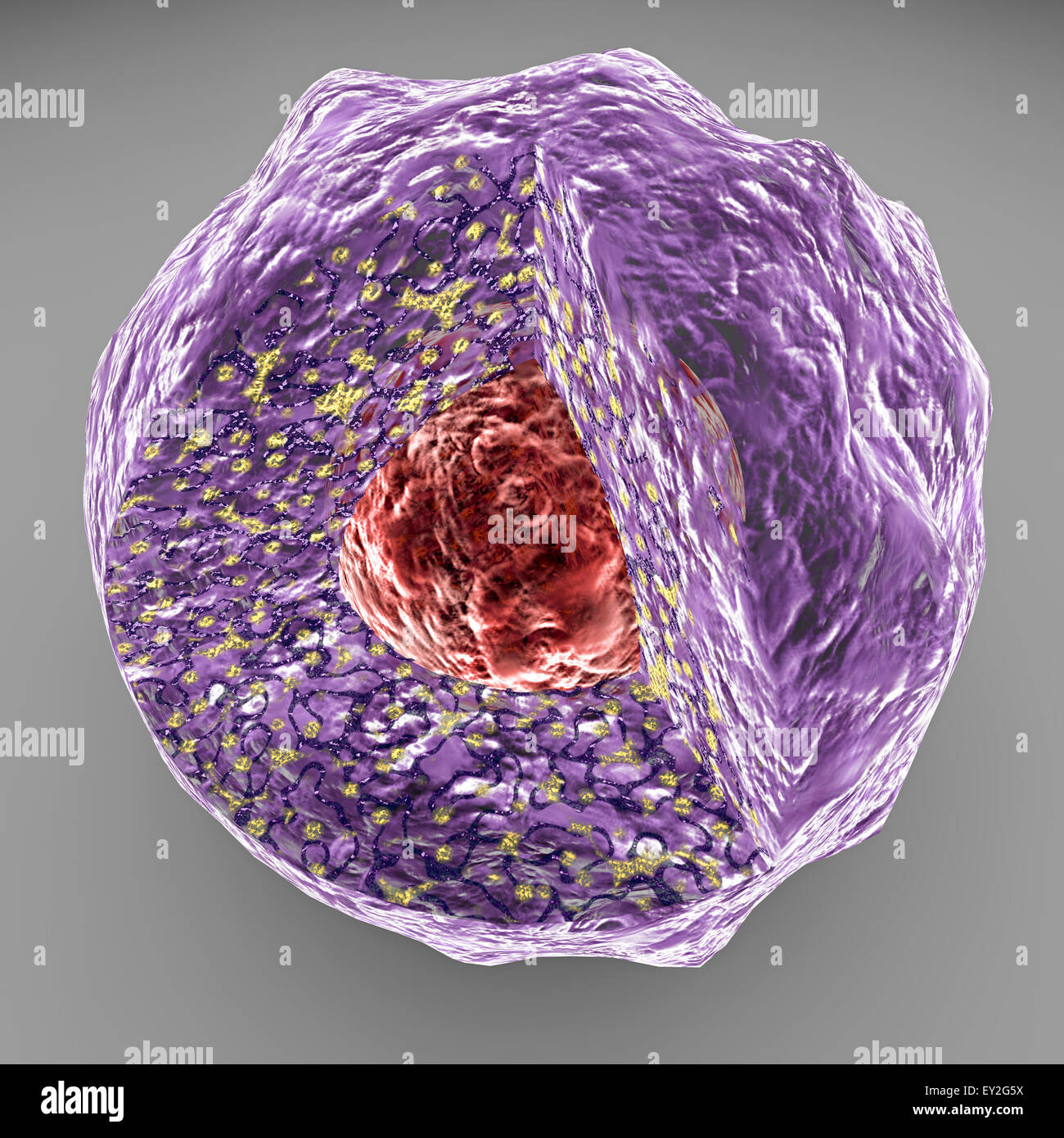 Ribosomes cell High Resolution Stock Photography and Images - Alamy