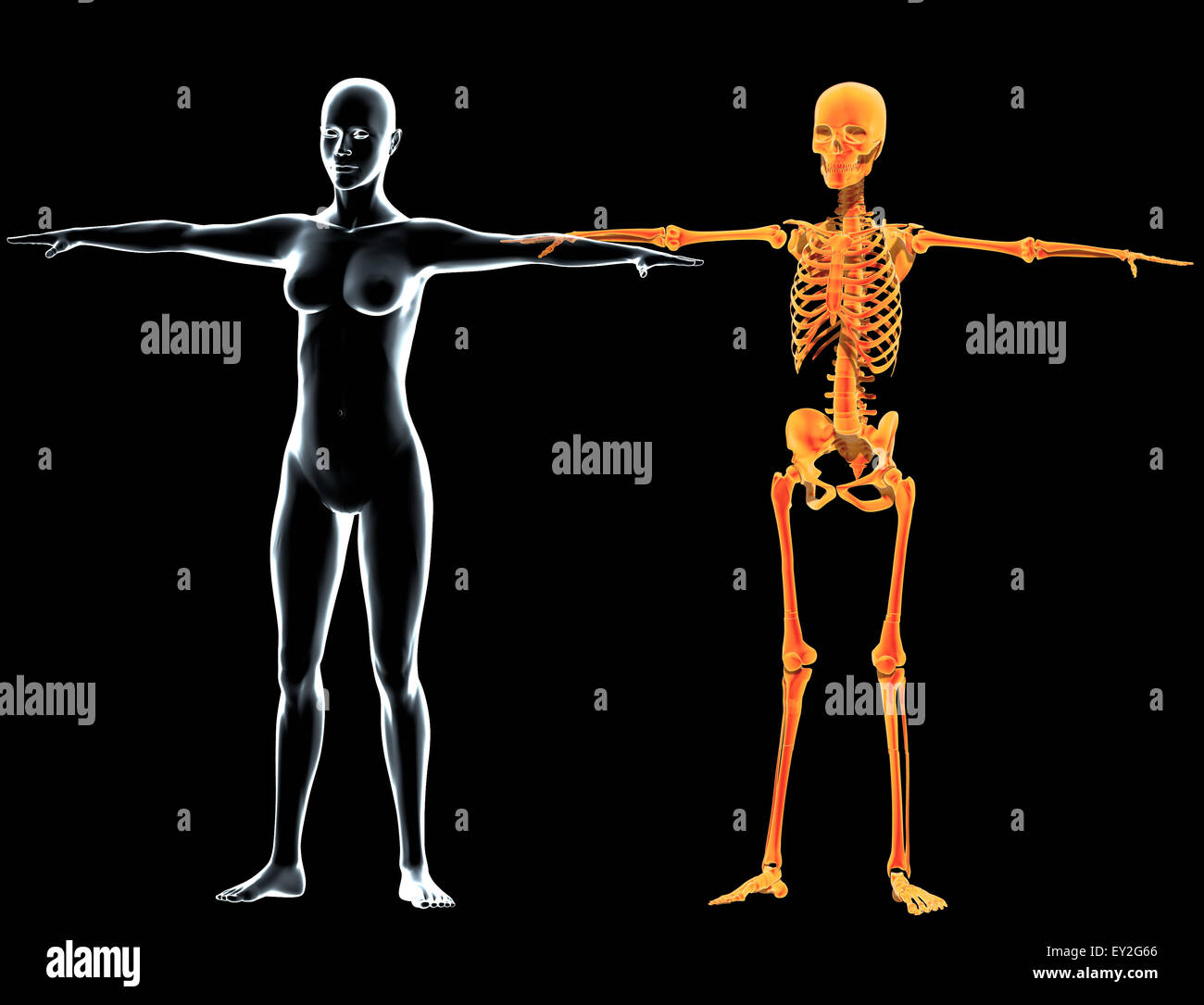 Front side view skeleton hi-res stock photography and images - Alamy