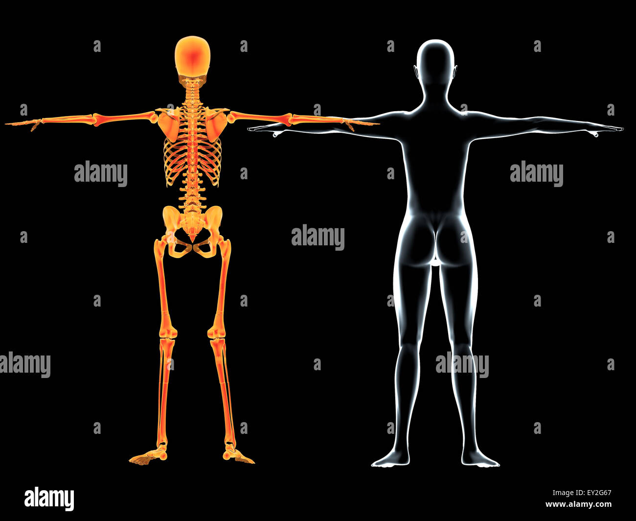 3d X Rays Anatomy Stock Photos & 3d X Rays Anatomy Stock Images - Alamy
