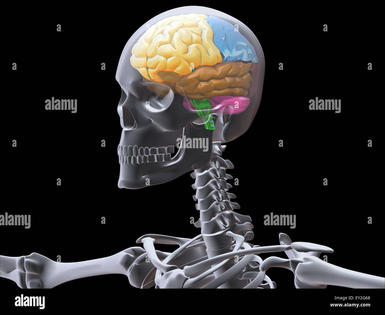 Skull brain hi-res stock photography and images - Alamy