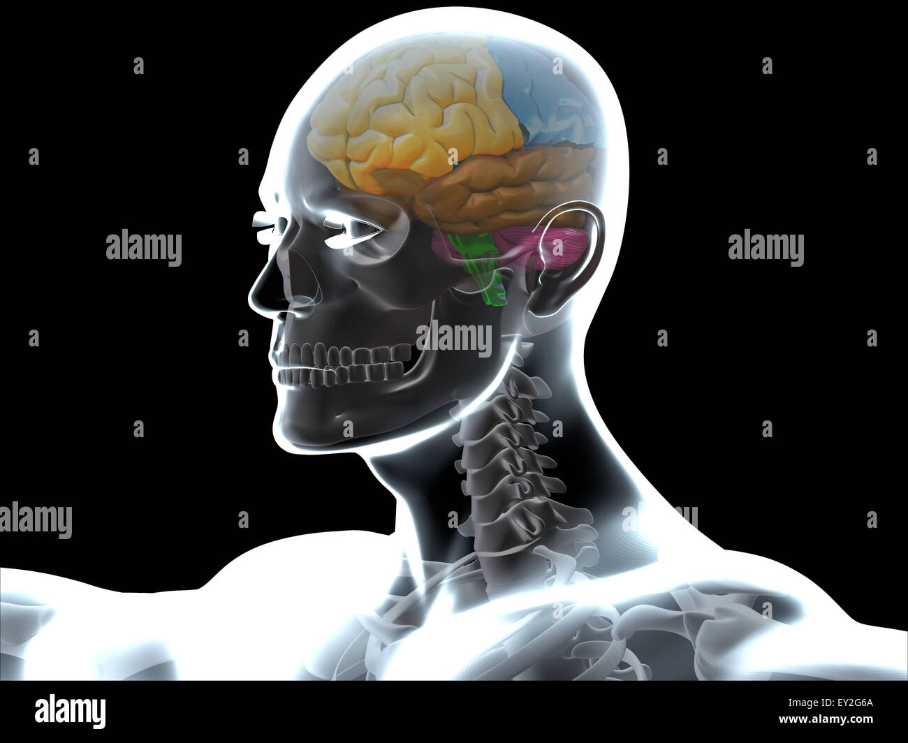 3d head hi-res stock photography and images - Alamy