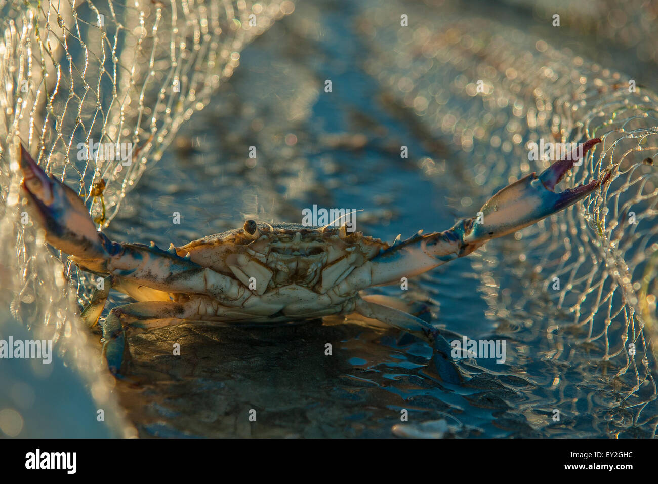 Angry crab hi-res stock photography and images - Alamy