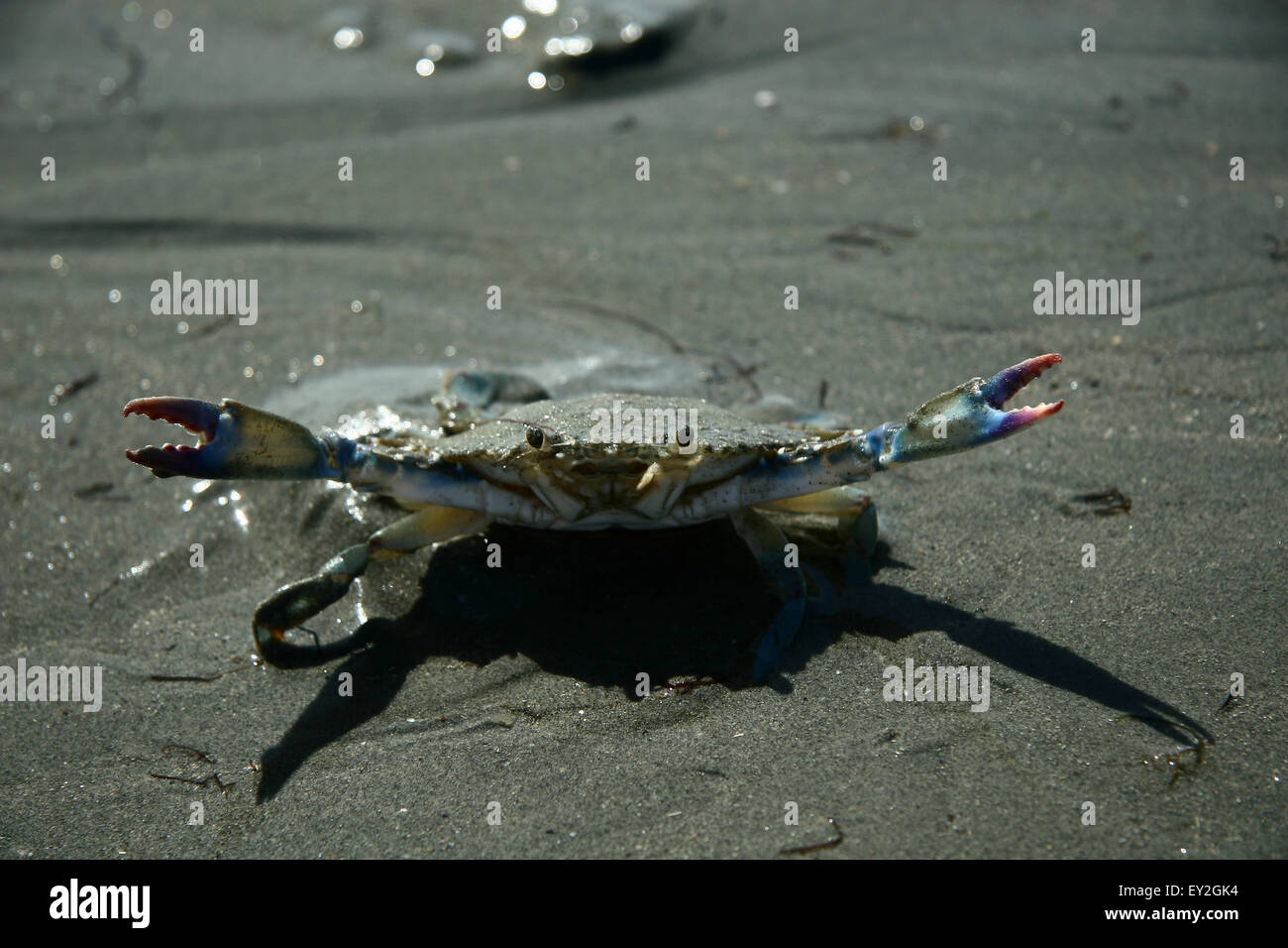 Angry crab hi-res stock photography and images - Alamy