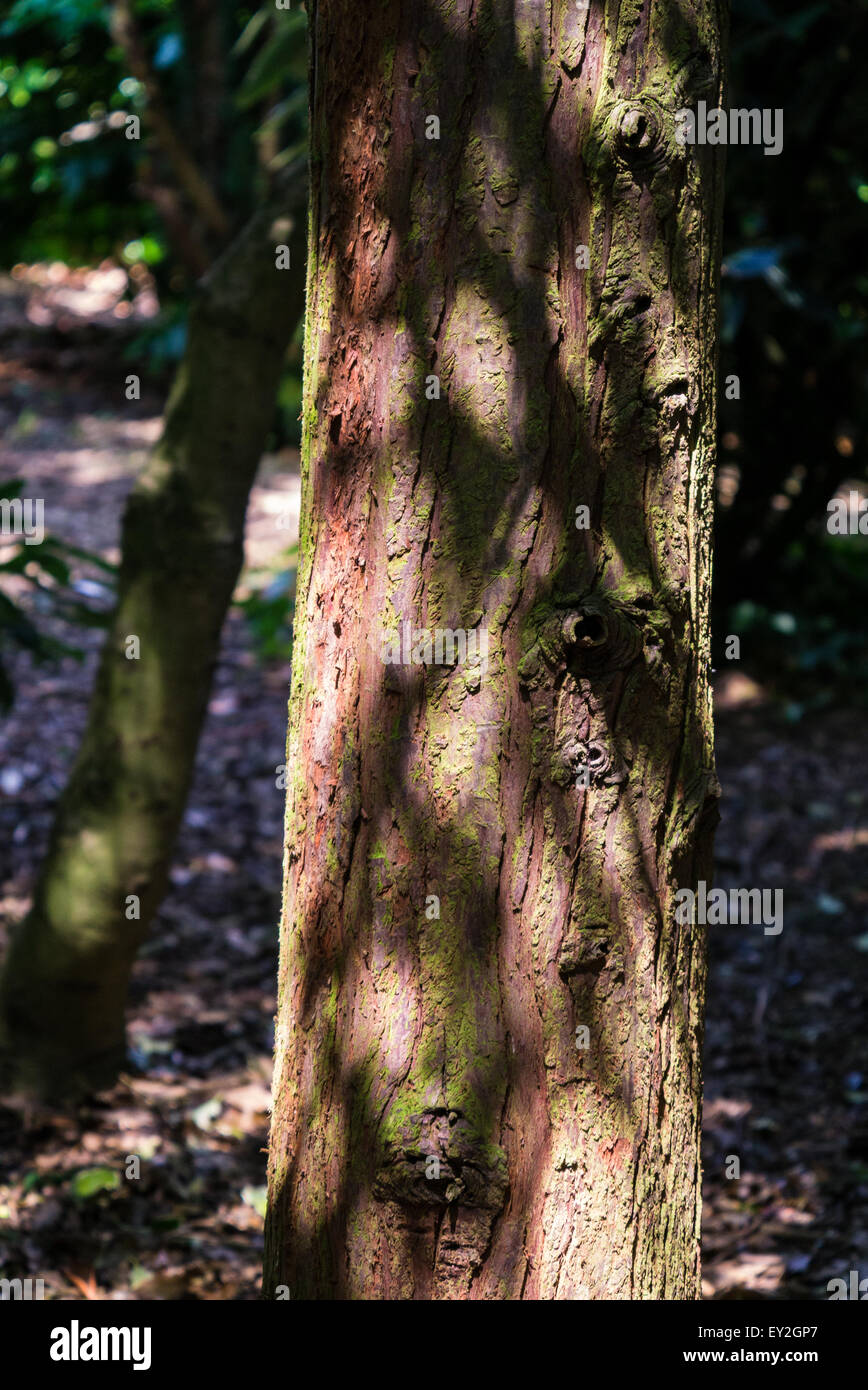 Tree for dappled shade hi-res stock photography and images - Alamy