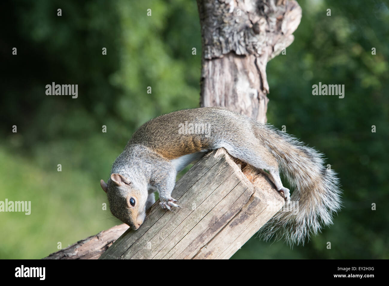 Cannock chase wildlife hi-res stock photography and images - Alamy