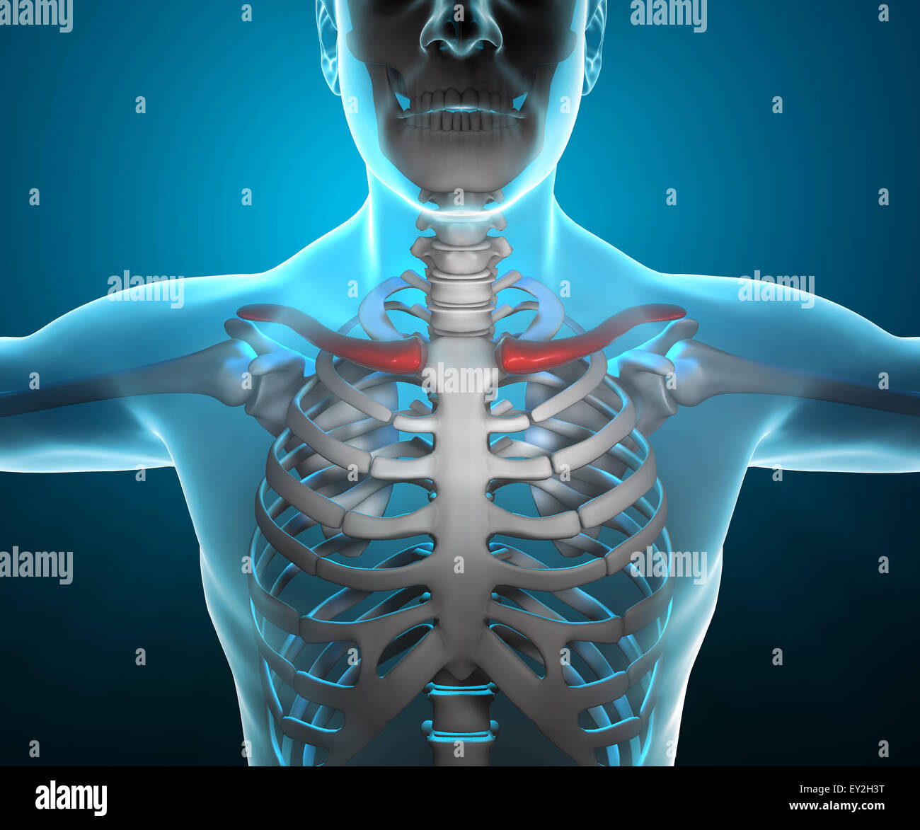 X ray of human body and skeleton Stock Photo - Alamy