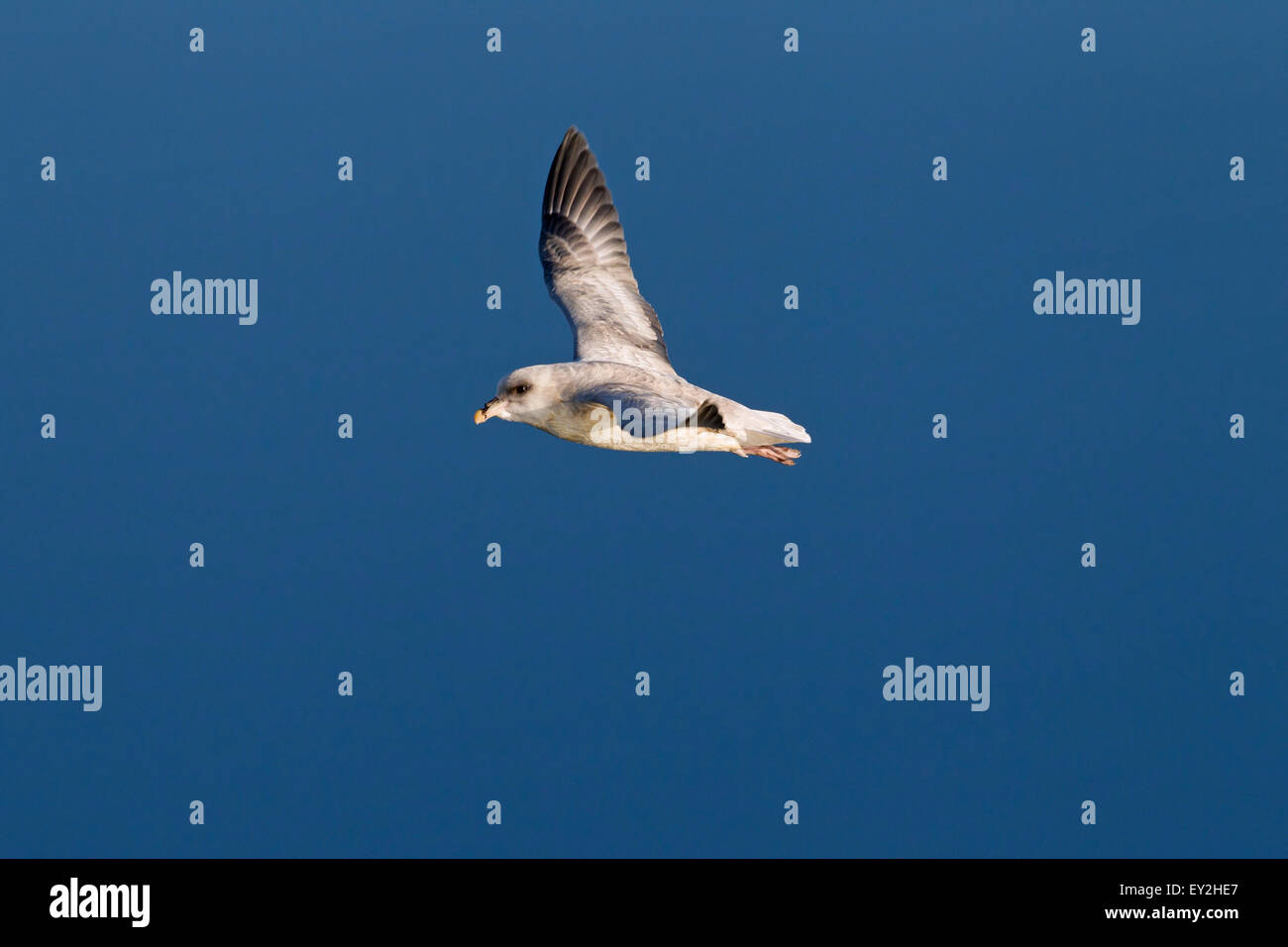 Northern fulmar / Arctic fulmar (Fulmarus glacialis) in flight above ...
