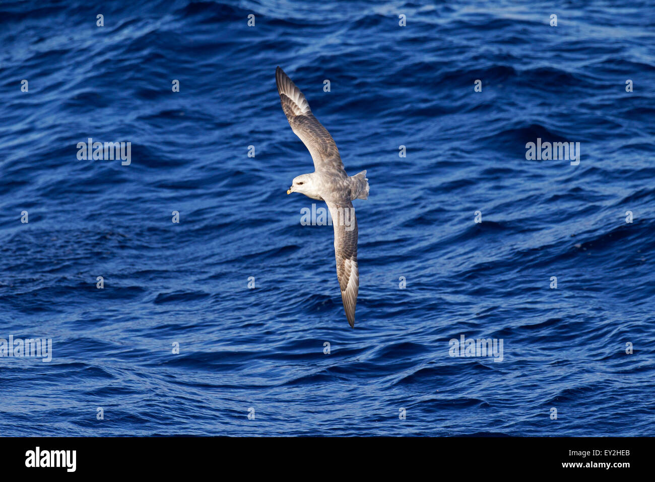 Northern fulmar / Arctic fulmar (Fulmarus glacialis) soaring above the ...