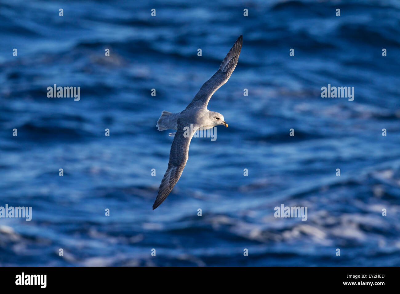 Northern fulmar / Arctic fulmar (Fulmarus glacialis) in flight above ...