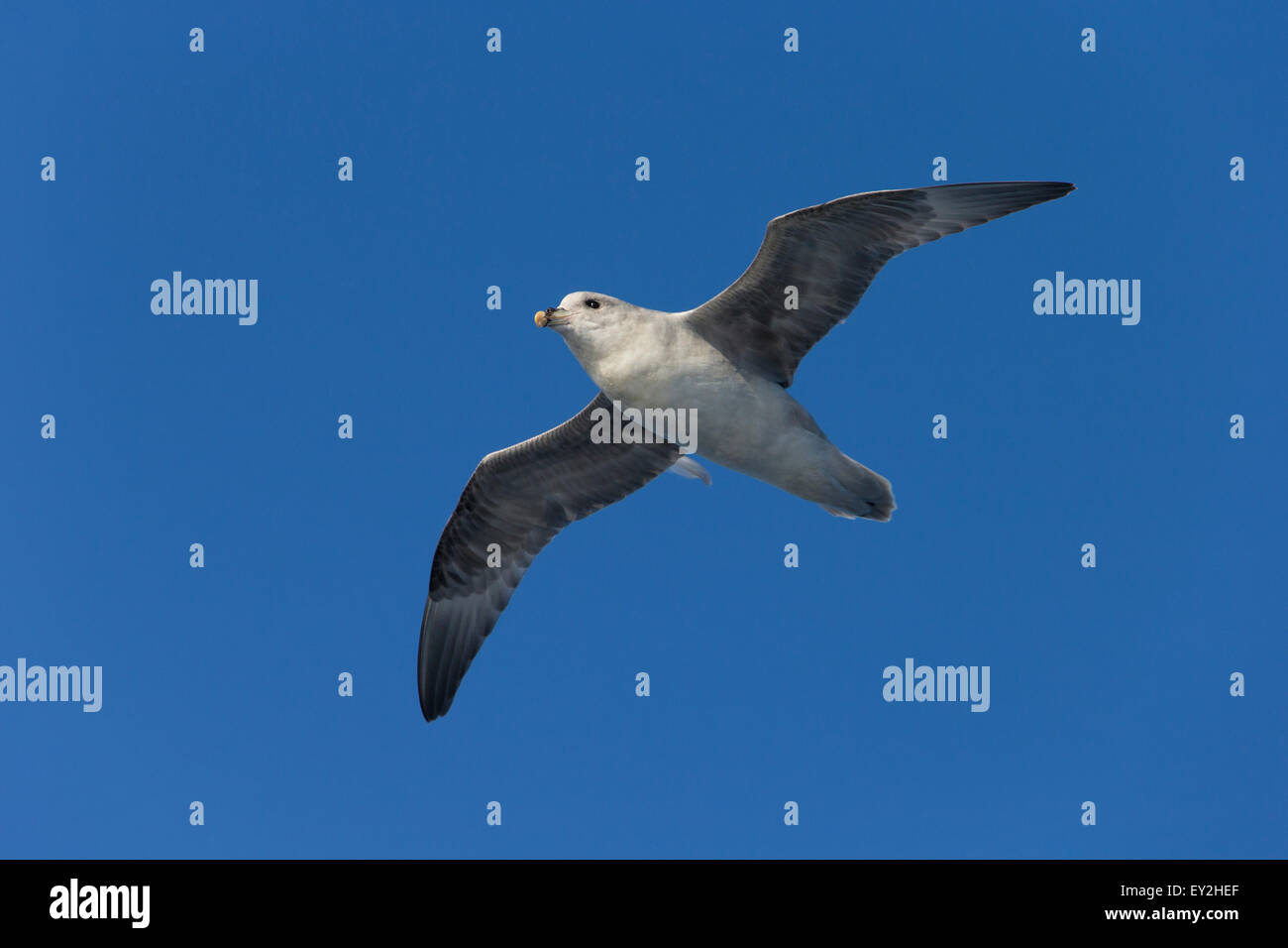 Northern fulmar / Arctic fulmar (Fulmarus glacialis) in flight against ...