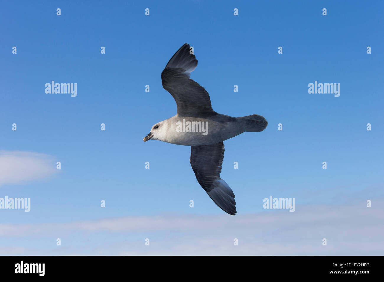 Northern fulmar / Arctic fulmar (Fulmarus glacialis) in flight against ...