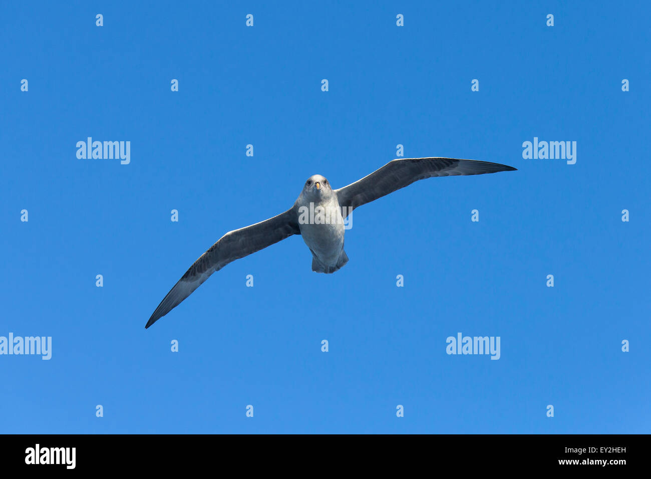 Northern fulmar / Arctic fulmar (Fulmarus glacialis) in flight against ...