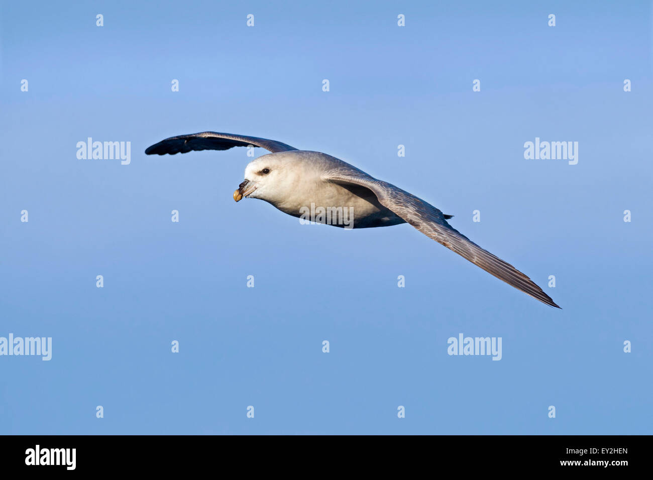 Northern fulmar / Arctic fulmar (Fulmarus glacialis) in flight against ...