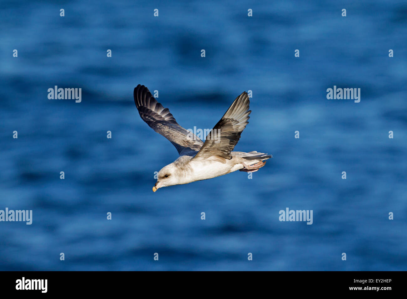 Northern fulmar / Arctic fulmar (Fulmarus glacialis) in flight above ...