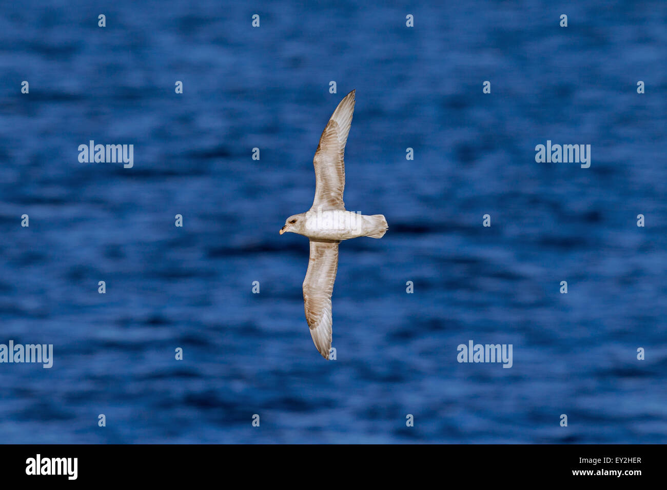 Northern fulmar / Arctic fulmar (Fulmarus glacialis) in flight above ...