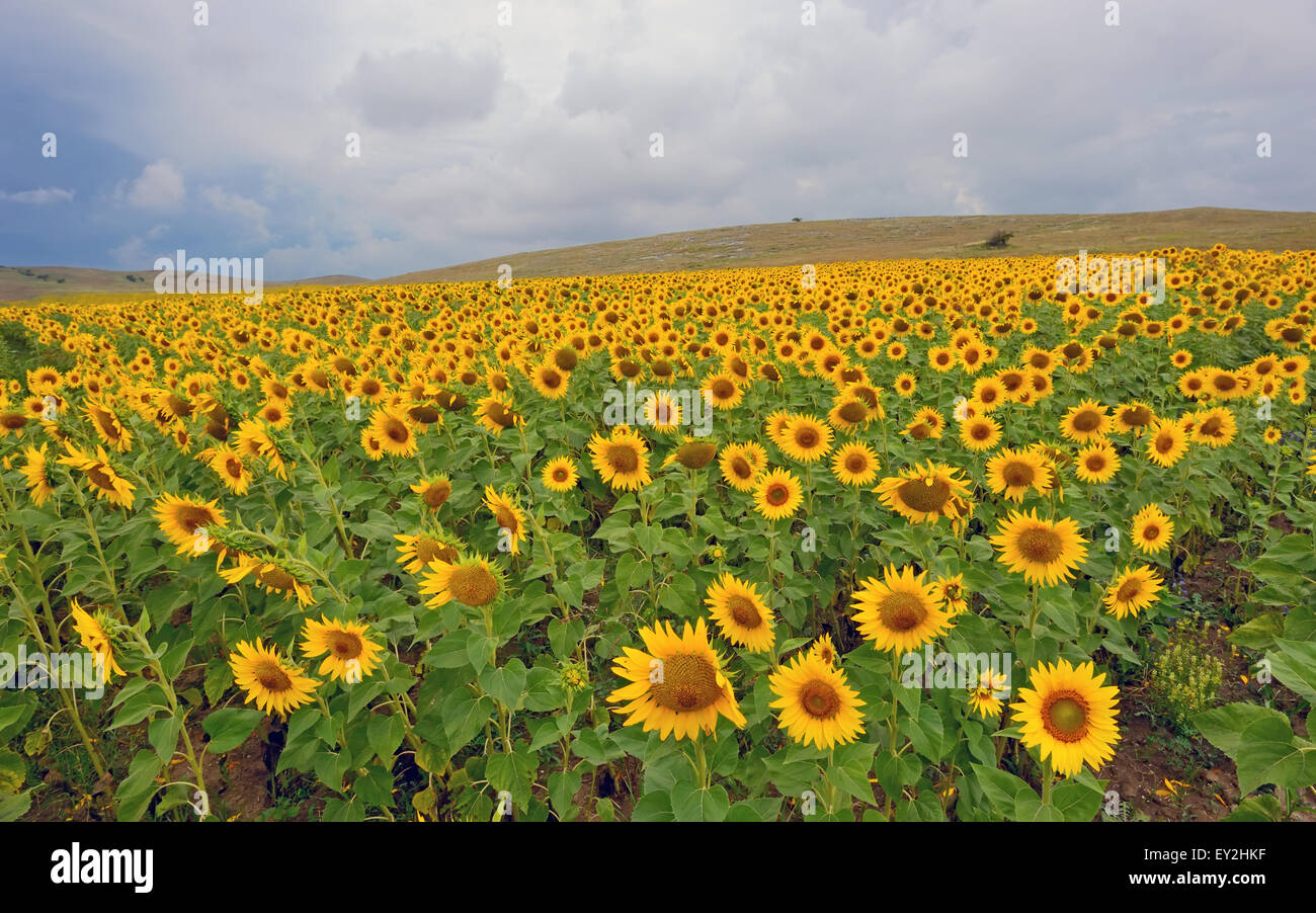 Field sunflowers in blossom hi-res stock photography and images - Alamy