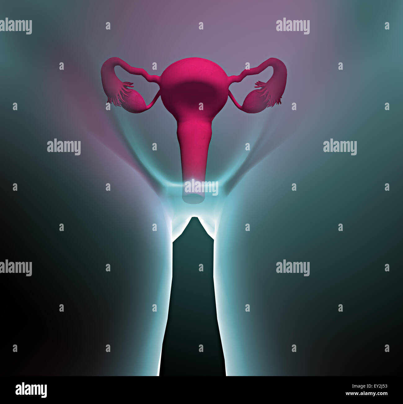 Human uterus hi-res stock photography and images - Alamy