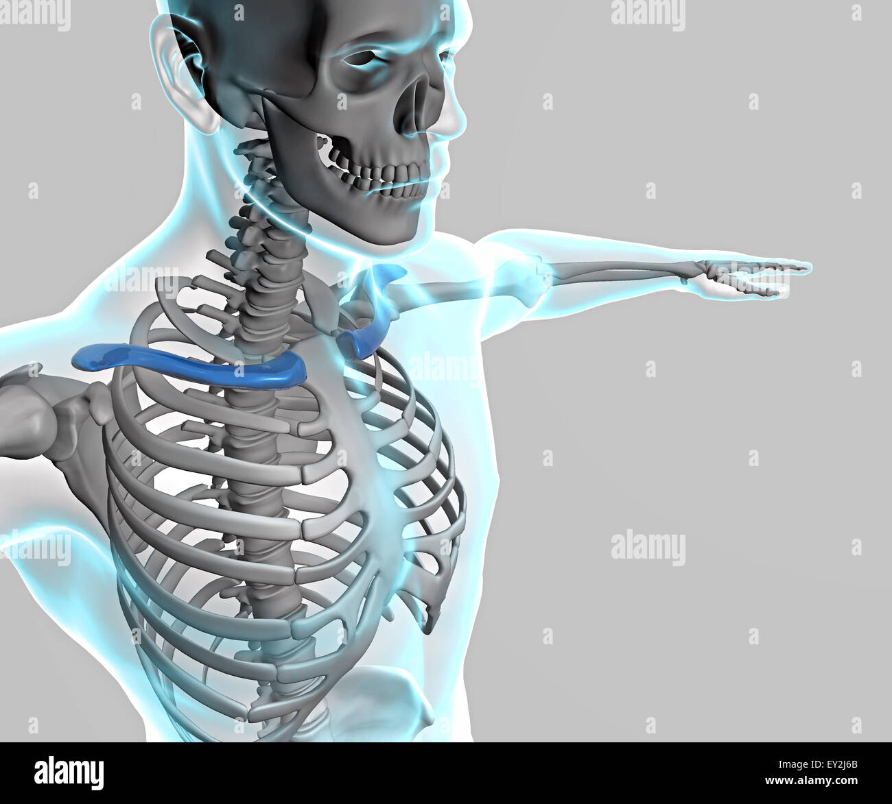 3d human body x rays 3d hi-res stock photography and images - Alamy