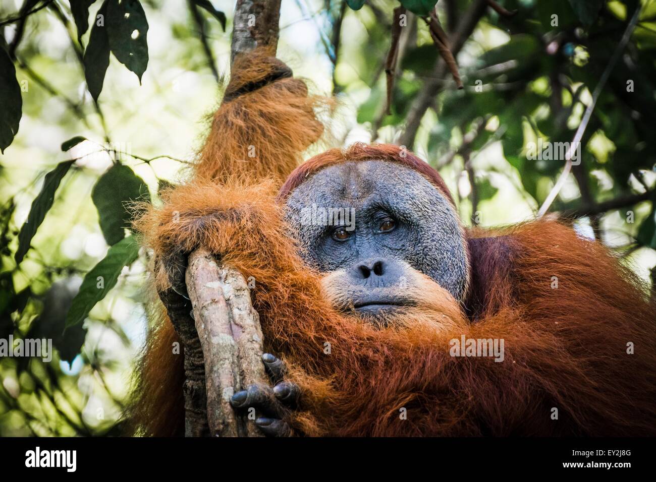 orang utans in the sumatran rain forest Stock Photo - Alamy orang utans in the sumatran rain forest Stock Photo - Alamy