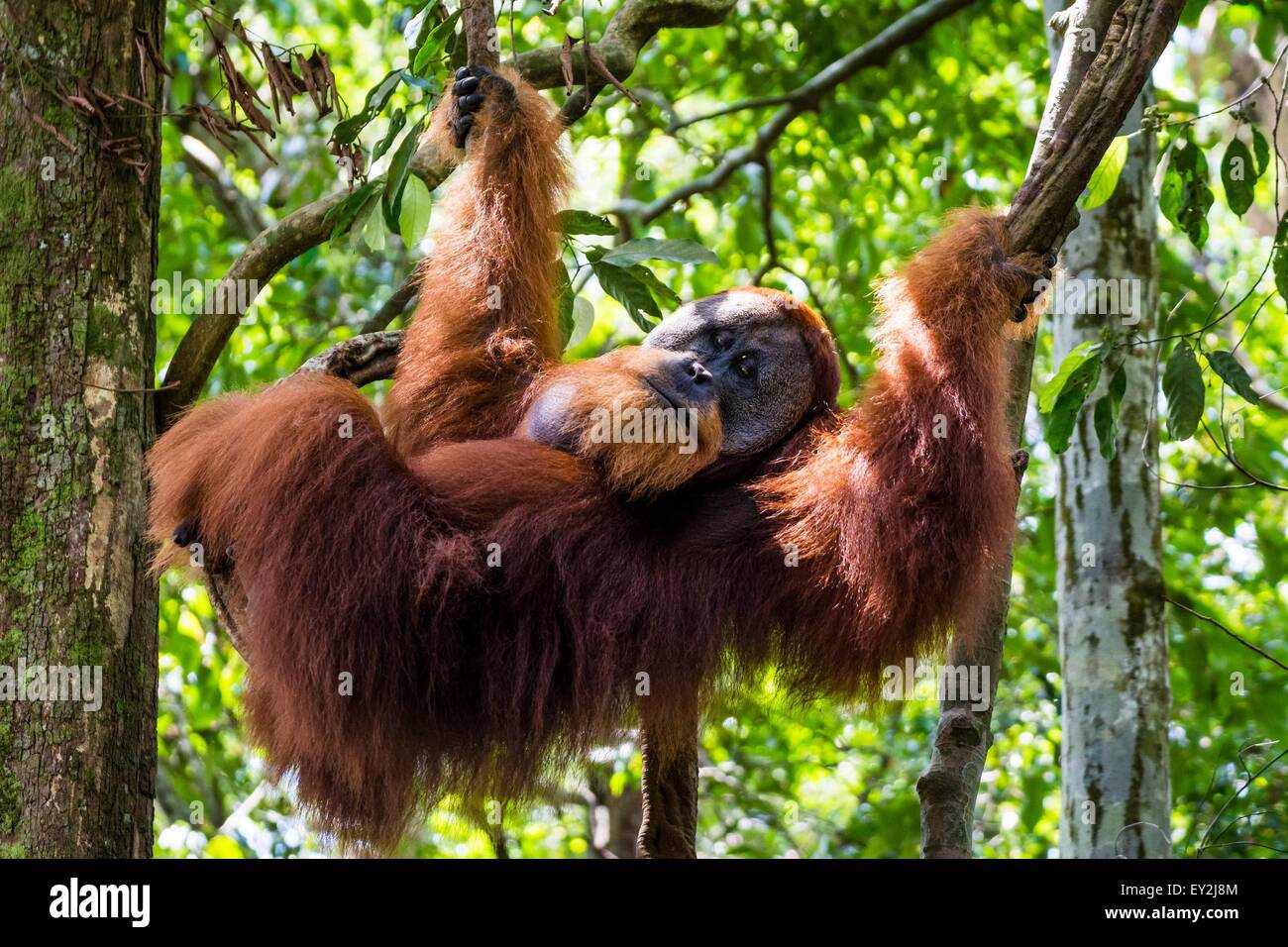 orang utans in the sumatran rain forest Stock Photo - Alamy orang utans in the sumatran rain forest Stock Photo - Alamy