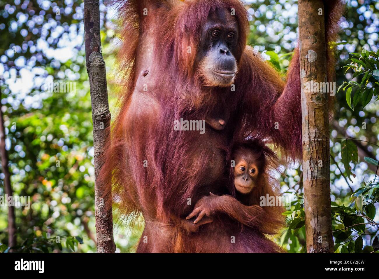 Borneo and sumatra jungle hi-res stock photography and images - Alamy