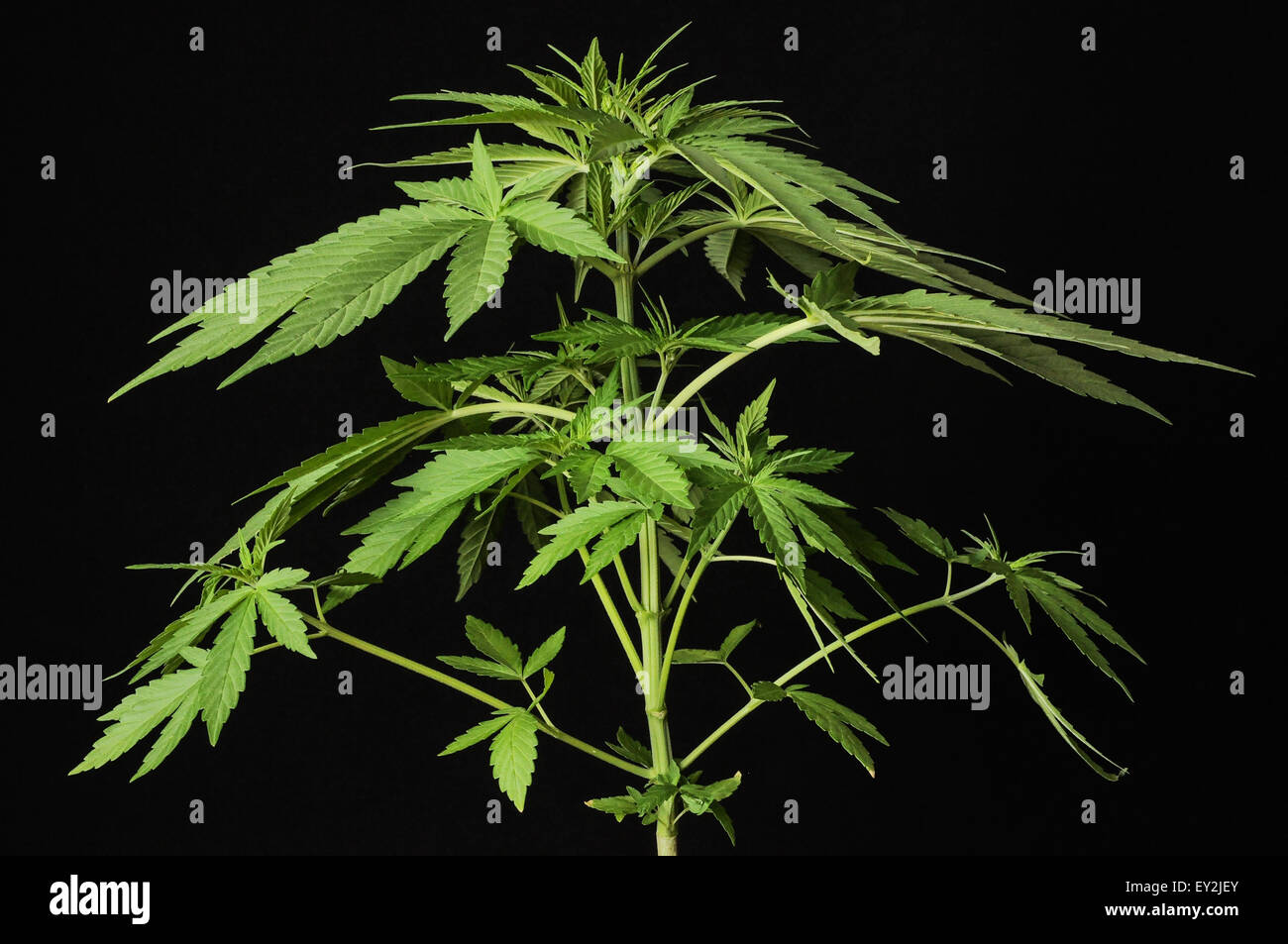 Marijuana medica hi-res stock photography and images - Alamy