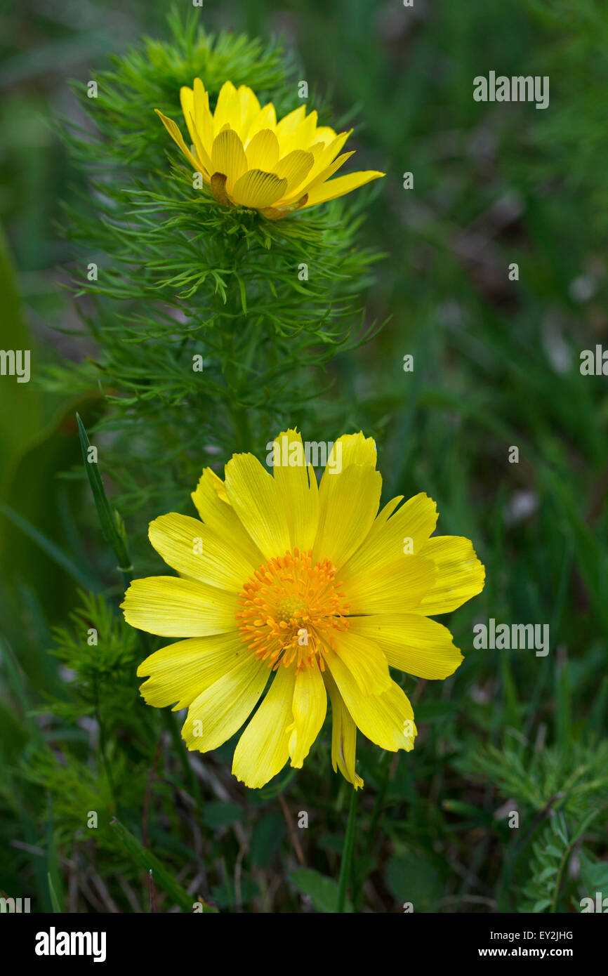 Adonis Flowers High Resolution Stock Photography and Images - Alamy