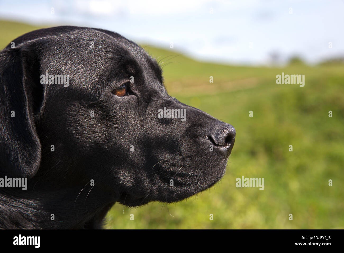 Male labrador retriever hi-res stock photography and images - Alamy