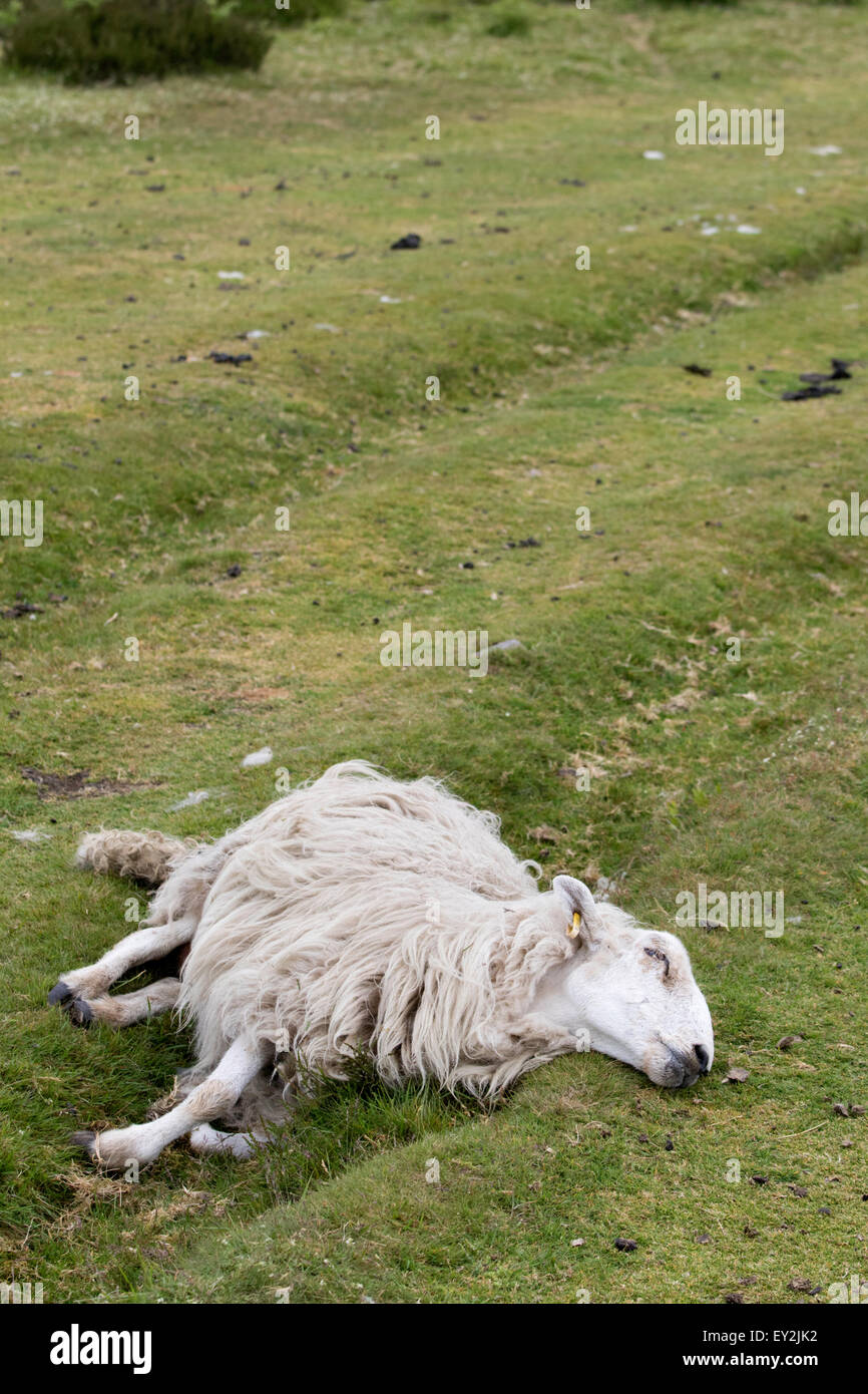 Dead Sheep High Resolution Stock Photography and Images - Alamy