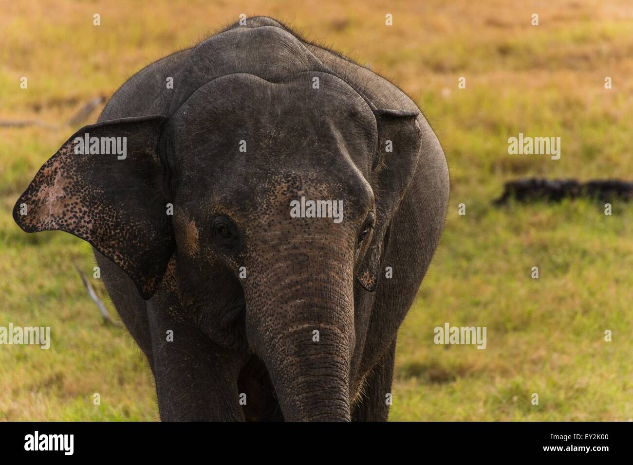 elephant watching on a safari game drive Stock Photo - Alamy
