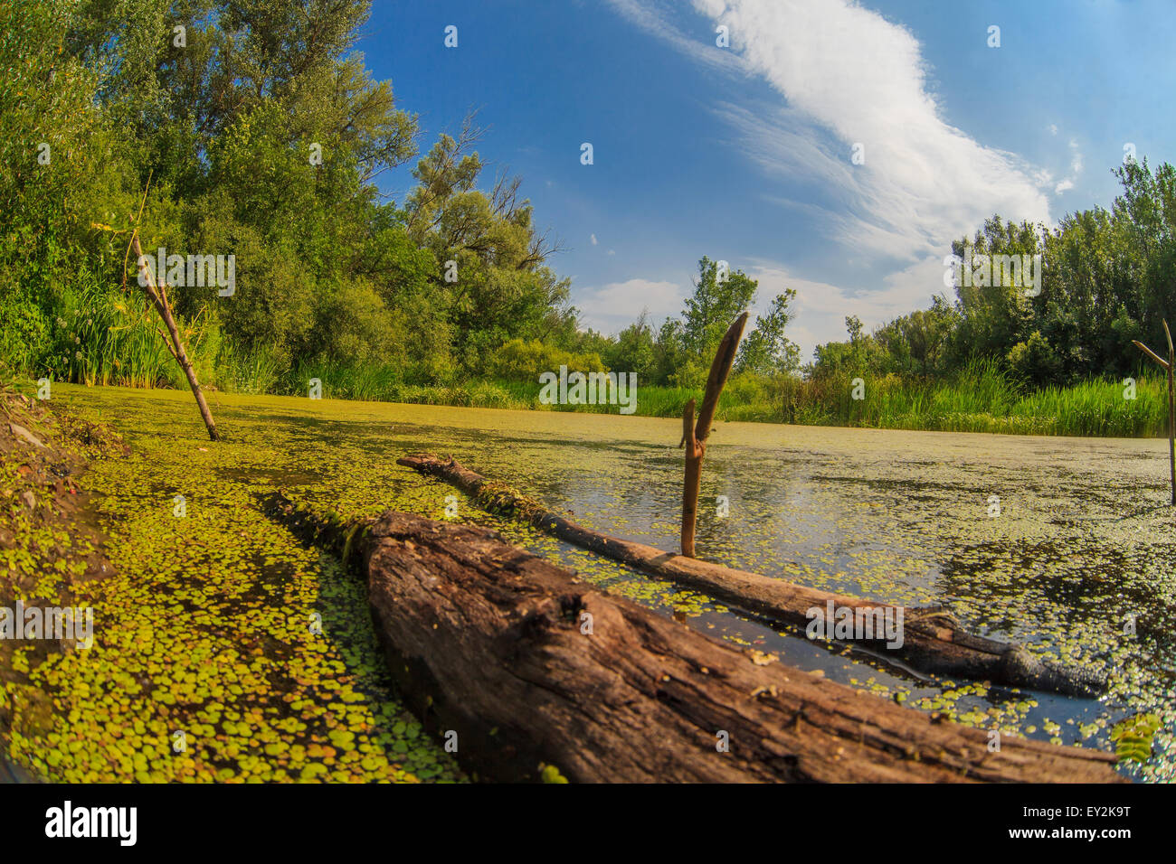 duckweed swamp forest snag sky Russian landscape Stock Photo - Alamy