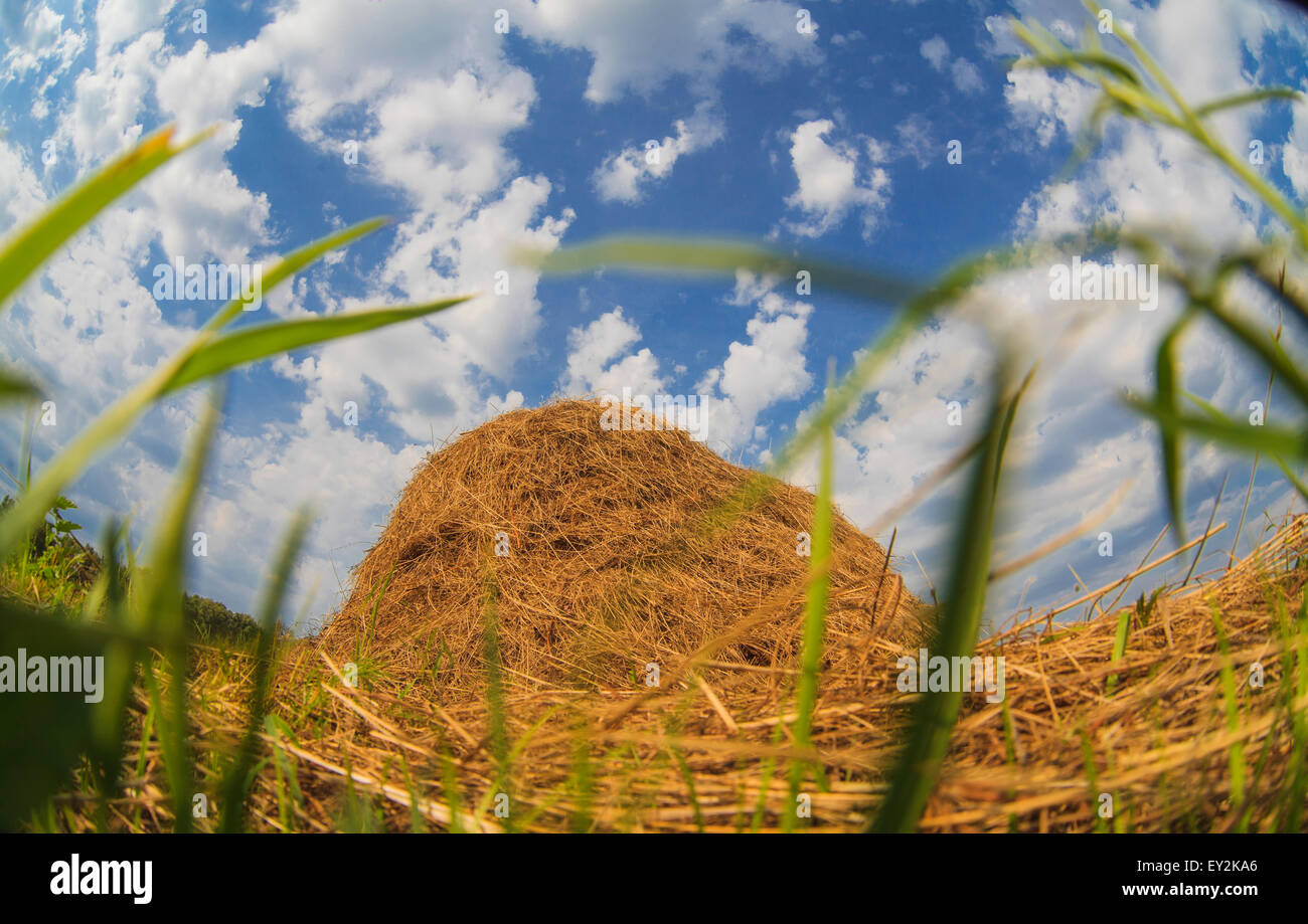 haystack in a field against a blue sky summer nature landscape Stock ...