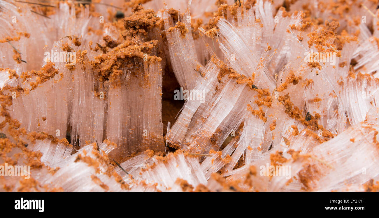 Frost needle hi-res stock photography and images - Alamy