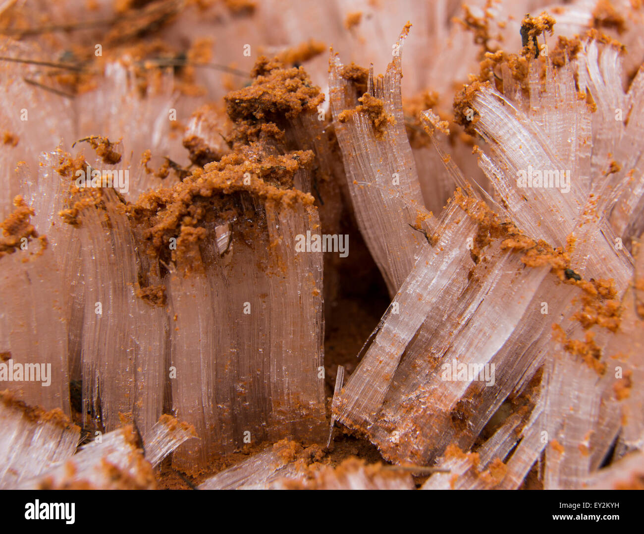 Needle ice arising from clay soil Stock Photo - Alamy