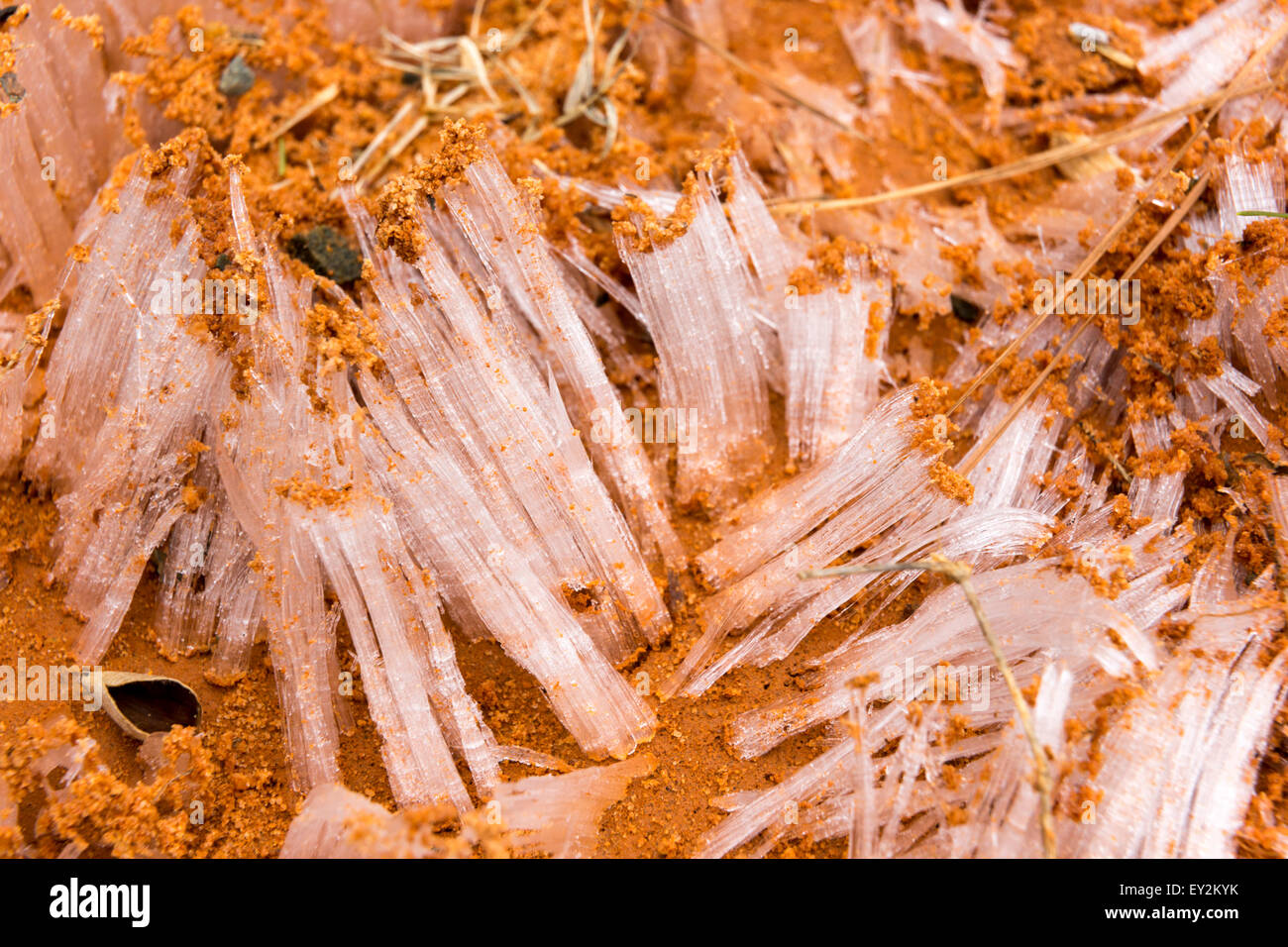 Needle ice arising from clay soil Stock Photo - Alamy