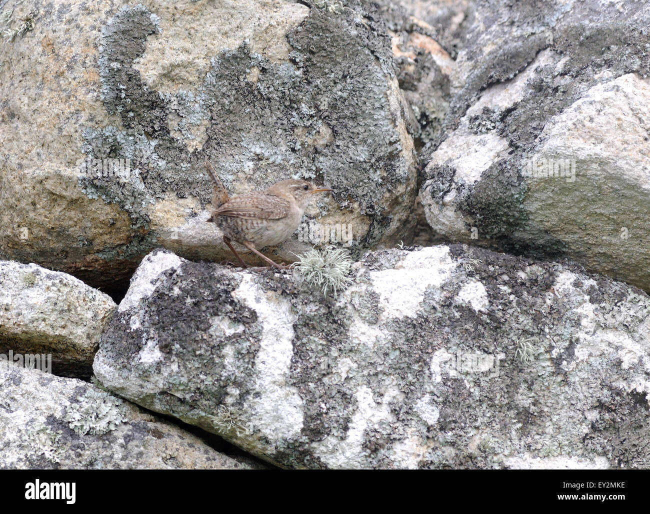 A St Kilda wren (Troglodytes troglodytes hirtensis) looks for insects ...
