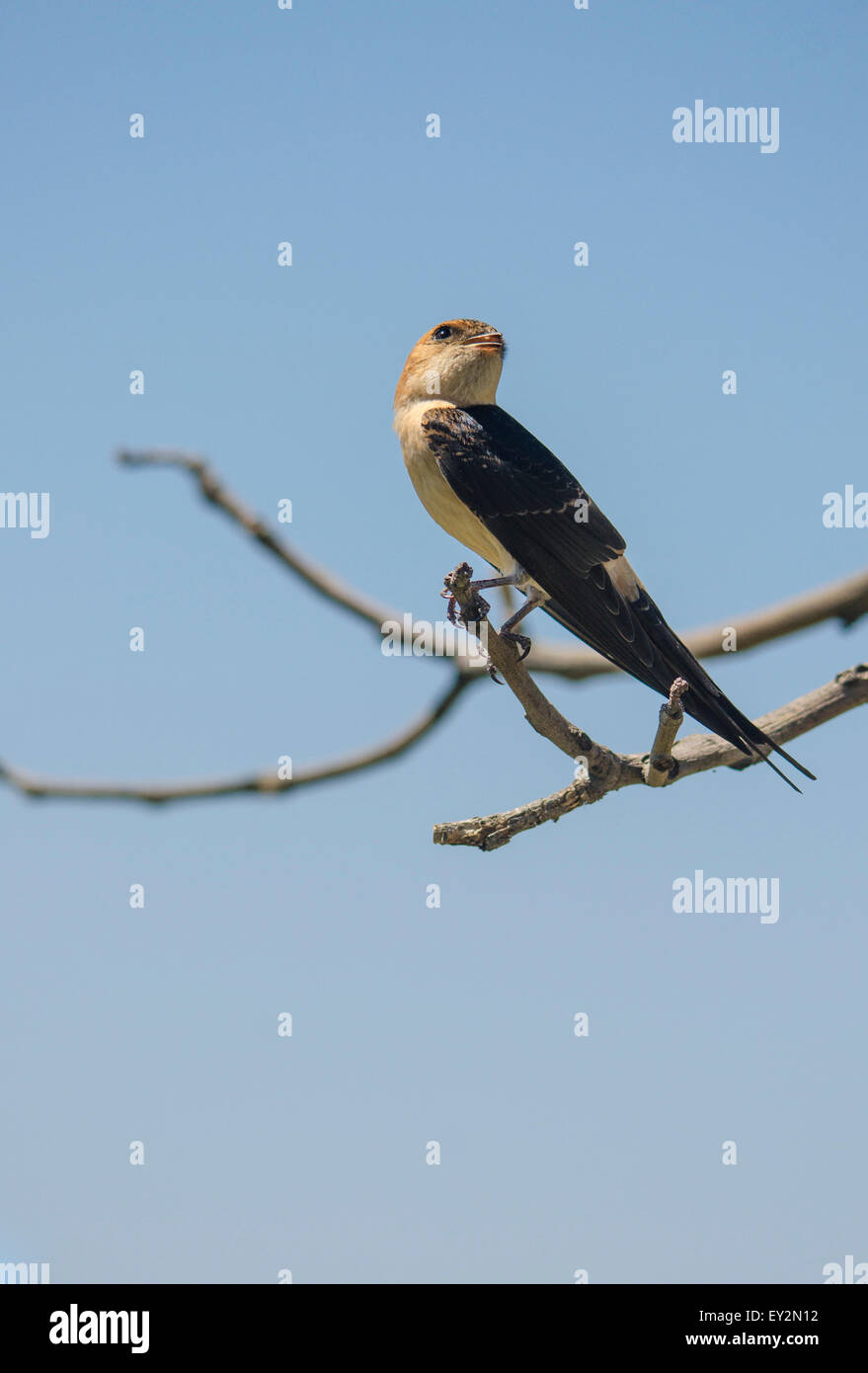 Juvenile Red-rumped swallow, Cecropis daurica, Hirundo daurica ...