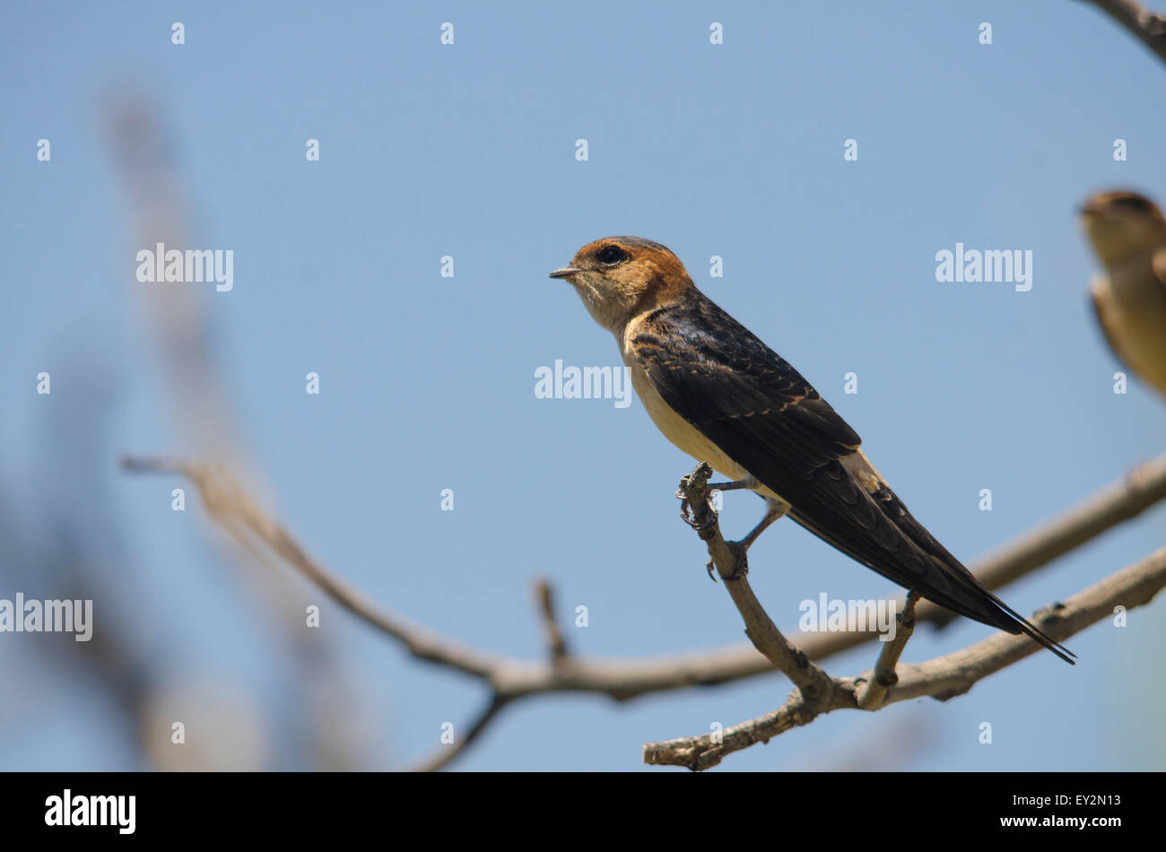 Juvenile Red-rumped swallow, Cecropis daurica, Hirundo daurica ...