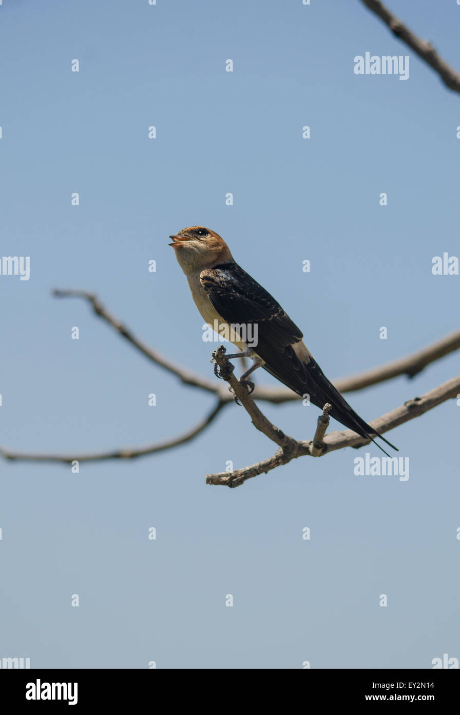 Juvenile Red-rumped swallow, Cecropis daurica, Hirundo daurica ...