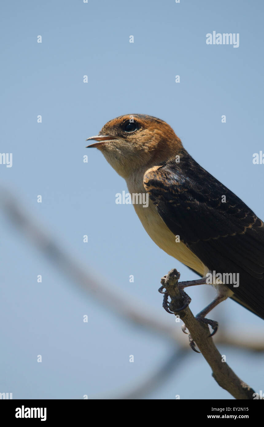 Juvenile Red-rumped swallow, Cecropis daurica, Hirundo daurica ...