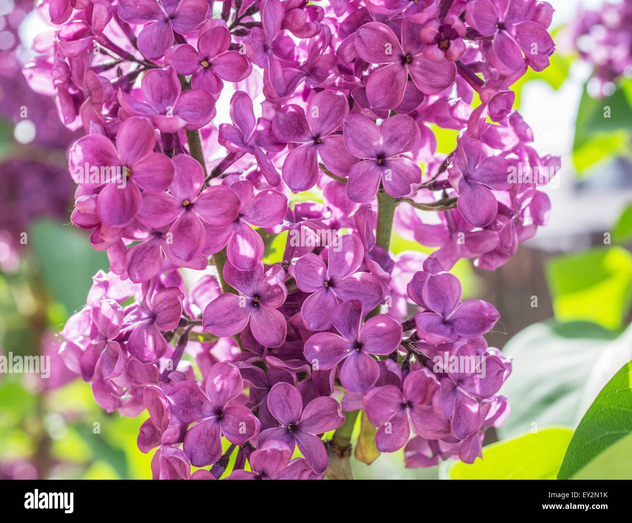 Lilac flower garden plant hi-res stock photography and images - Alamy