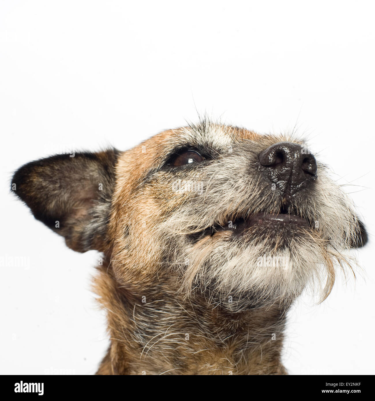 Studio portrait of a small cute female Border Terrier smiling at the ...
